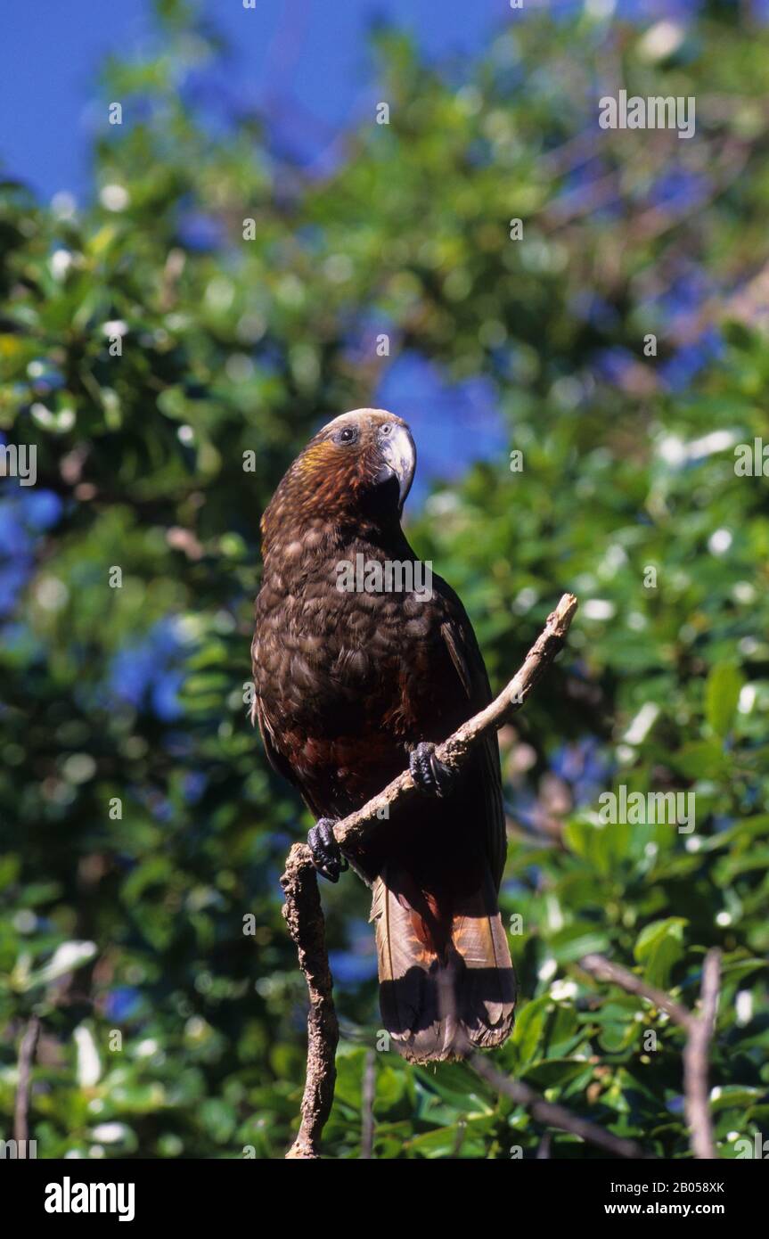 NEW ZEALAND, KAPITI ISLAND, BIRD SANCTUARY, KAKA PARROT (Nestor ...