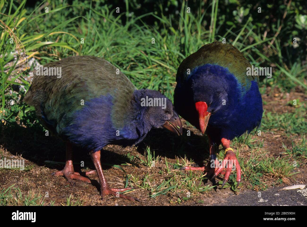 NEW ZEALAND, KAPITI ISLAND, BIRD SANCTUARY, TAKAHE WITH CHICK ...