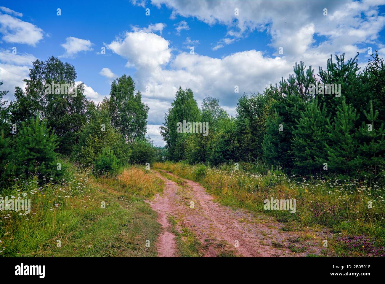 Summer rural forest road way landscape. Forest way road view Stock ...