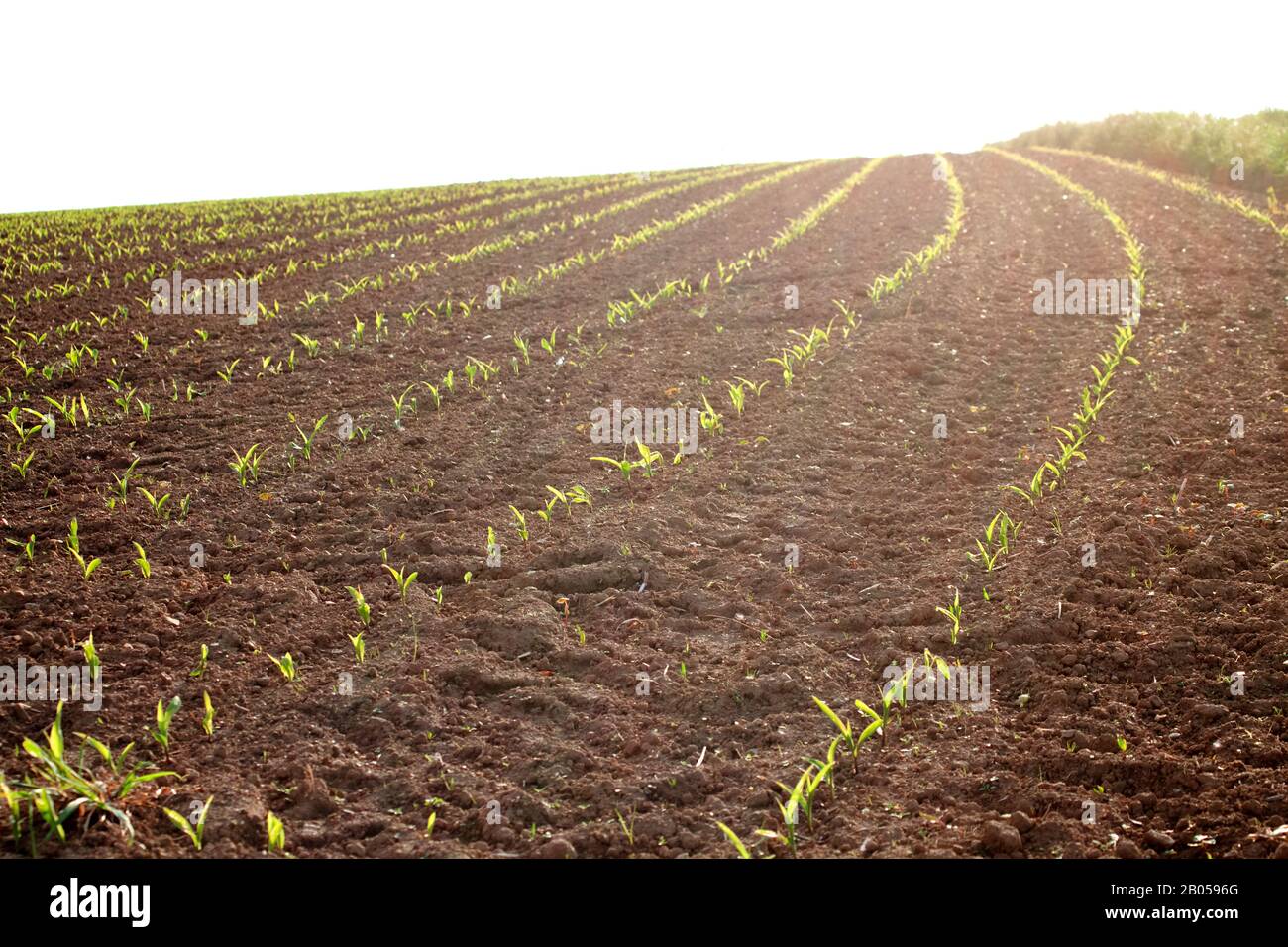 Plants grow on field, Farming order a field Stock Photo - Alamy