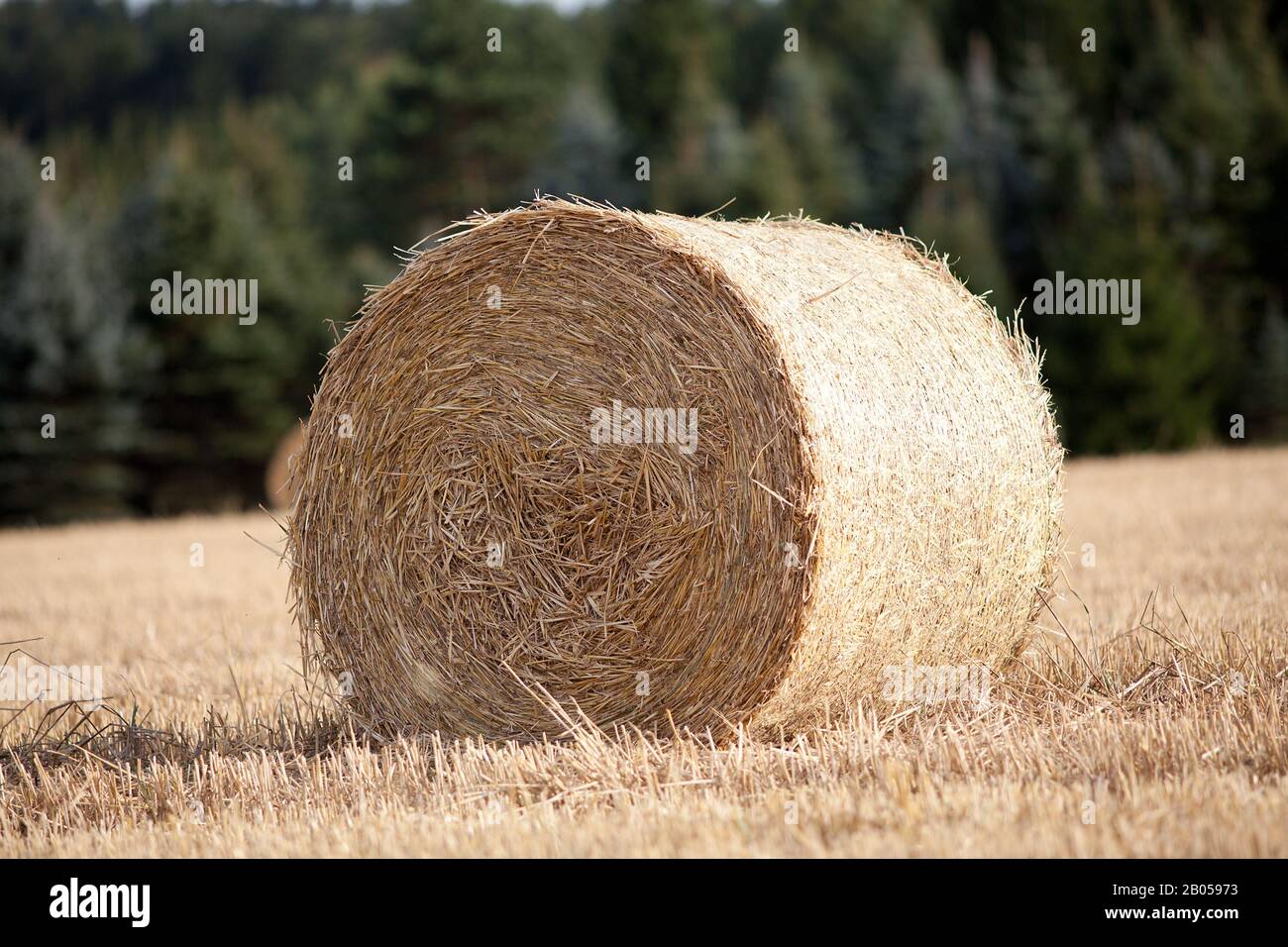 Hay bales field vertical harvest hi-res stock photography and images ...