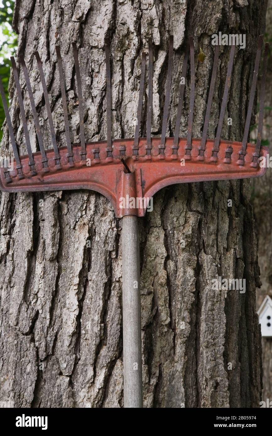 Ornamental tree front garden hi-res stock photography and images - Alamy