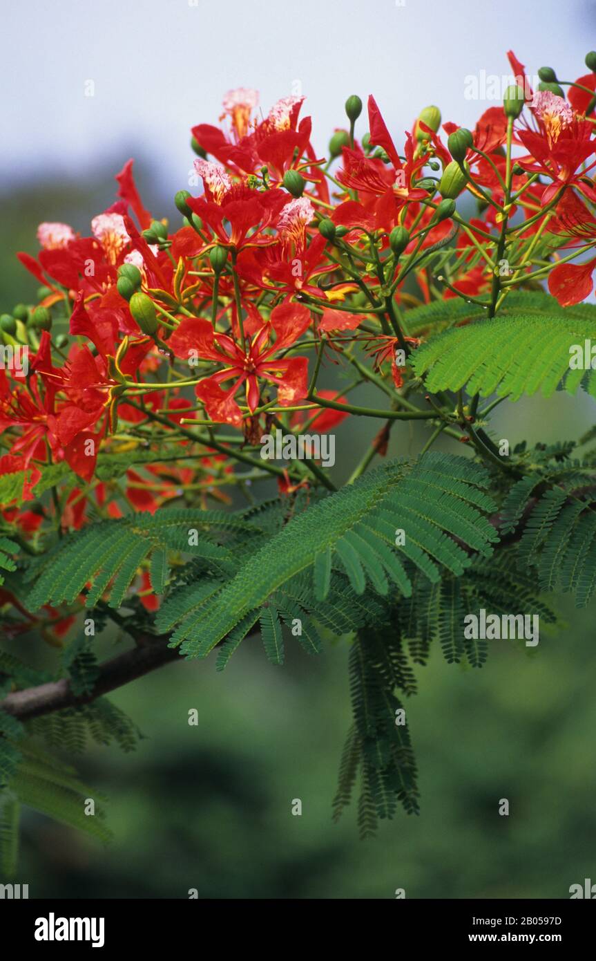 COOK ISLANDS, RAROTONGA, FLAMBOYANT TREE (Delonix regia Stock Photo - Alamy