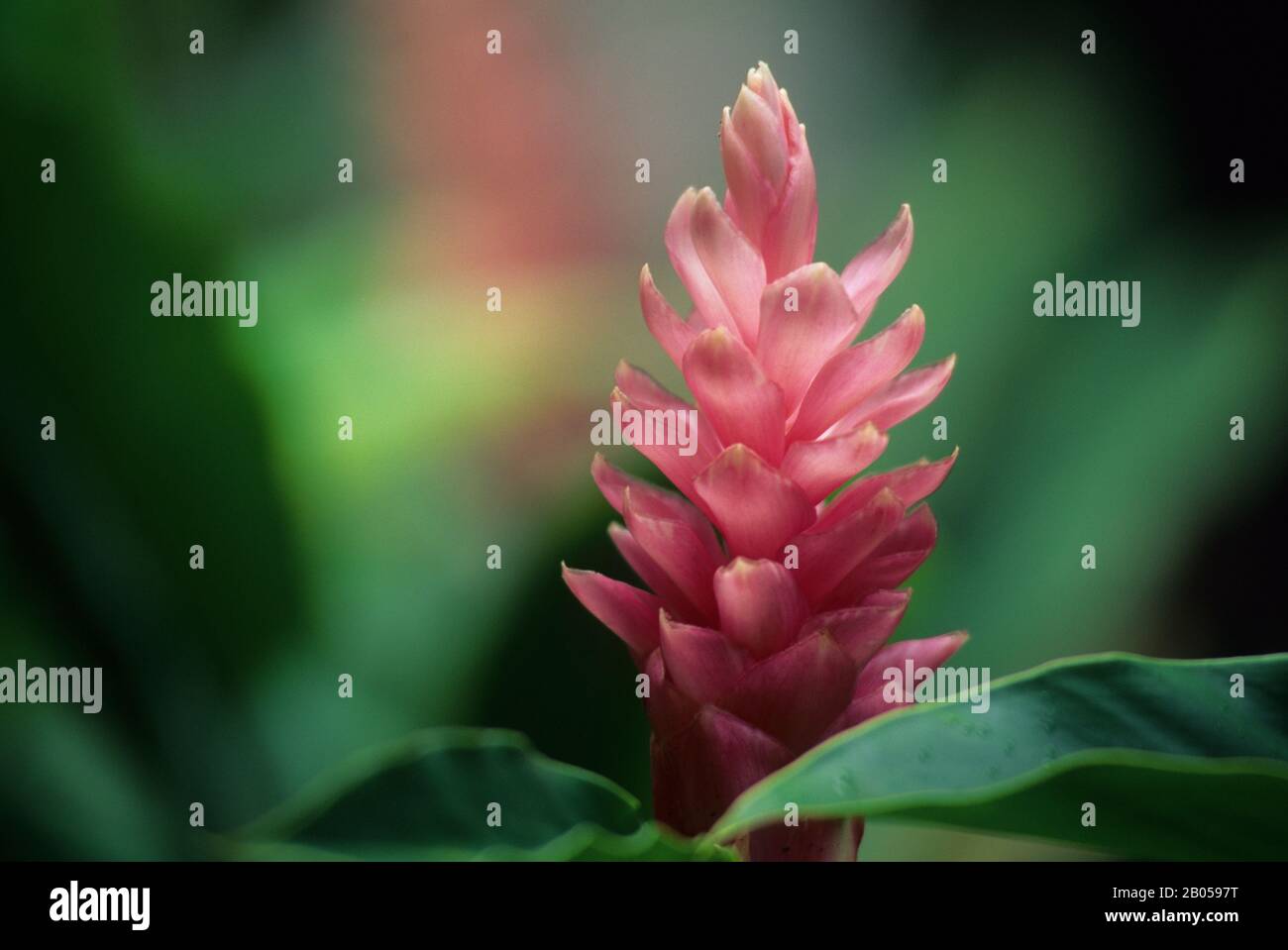 Cook islands flowers hi-res stock photography and images - Alamy