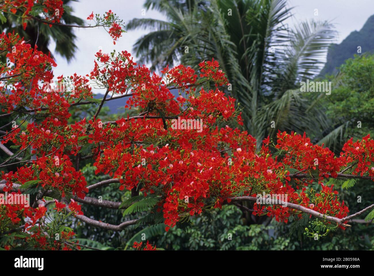 COOK ISLANDS, RAROTONGA, FLAMBOYANT TREE (Delonix regia Stock Photo - Alamy