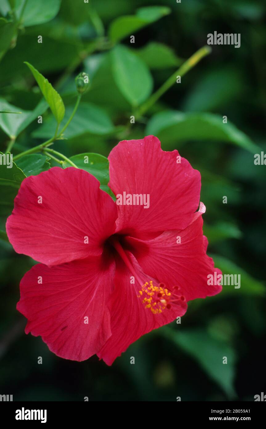 Cook islands flowers hi-res stock photography and images - Alamy