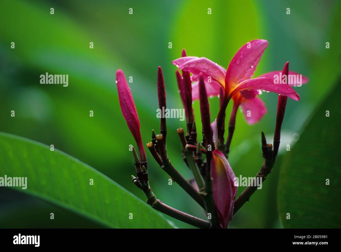 Cook islands flowers hi-res stock photography and images - Alamy