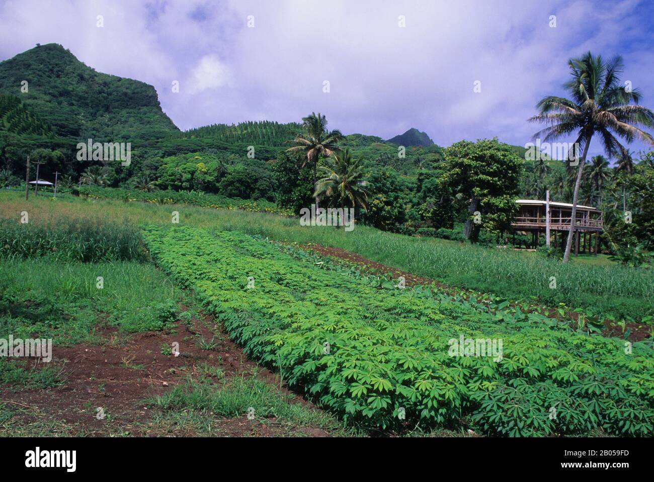 COOK ISLANDS, RAROTONGA, FIELDS WITH TAPIOCA Stock Photo - Alamy
