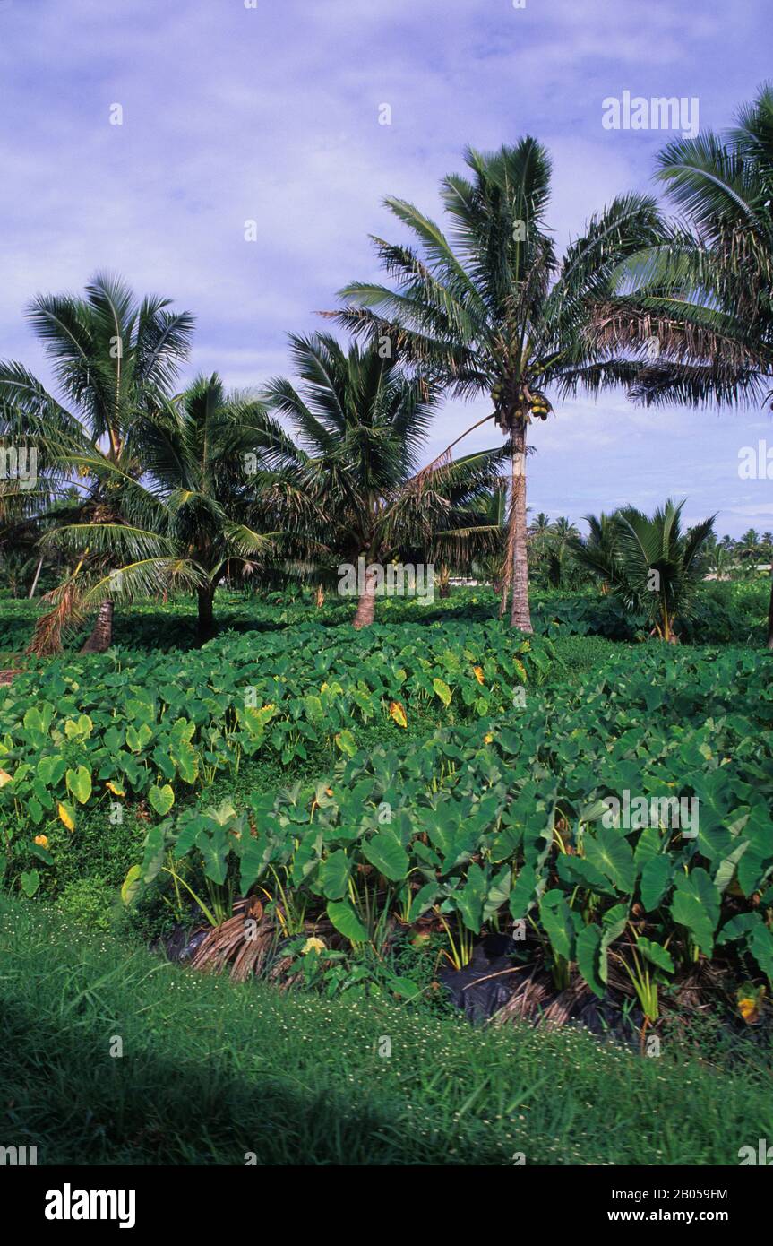 Taro and coconut palm hi-res stock photography and images - Alamy
