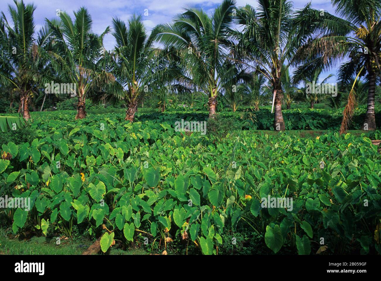 Taro and coconut palm hi-res stock photography and images - Alamy
