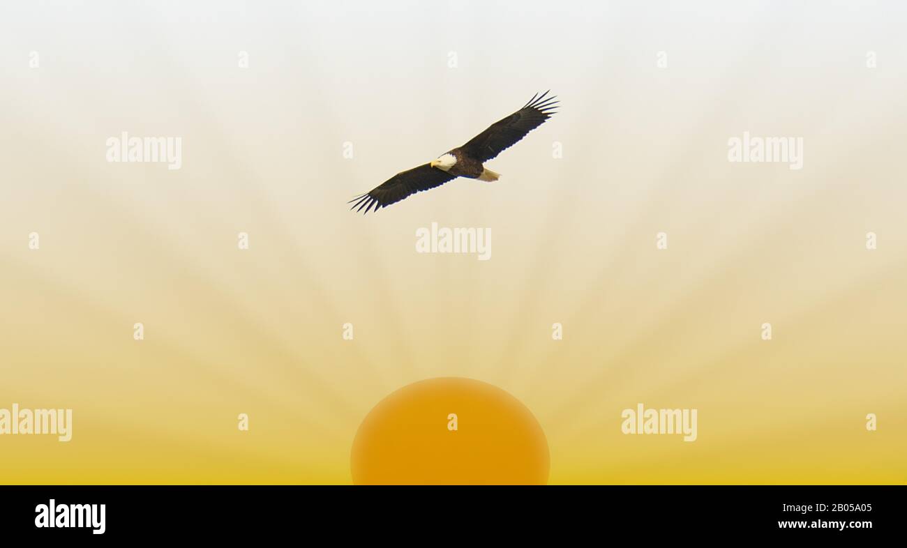 vector illustration of Eagle in flight with orange sun with sun rays as ...