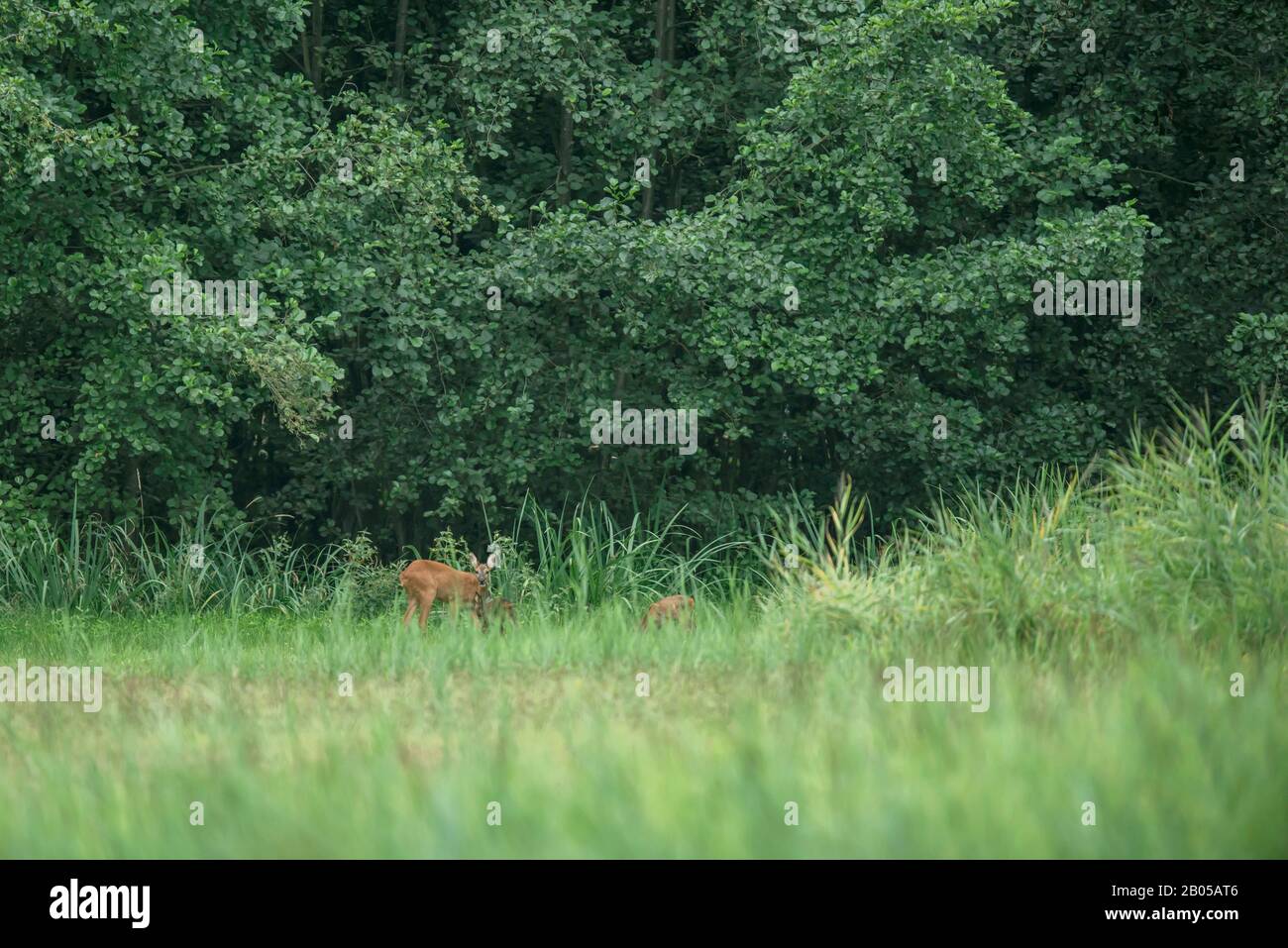 Roe deer doe with fawns gazing at edge of forest Stock Photo - Alamy