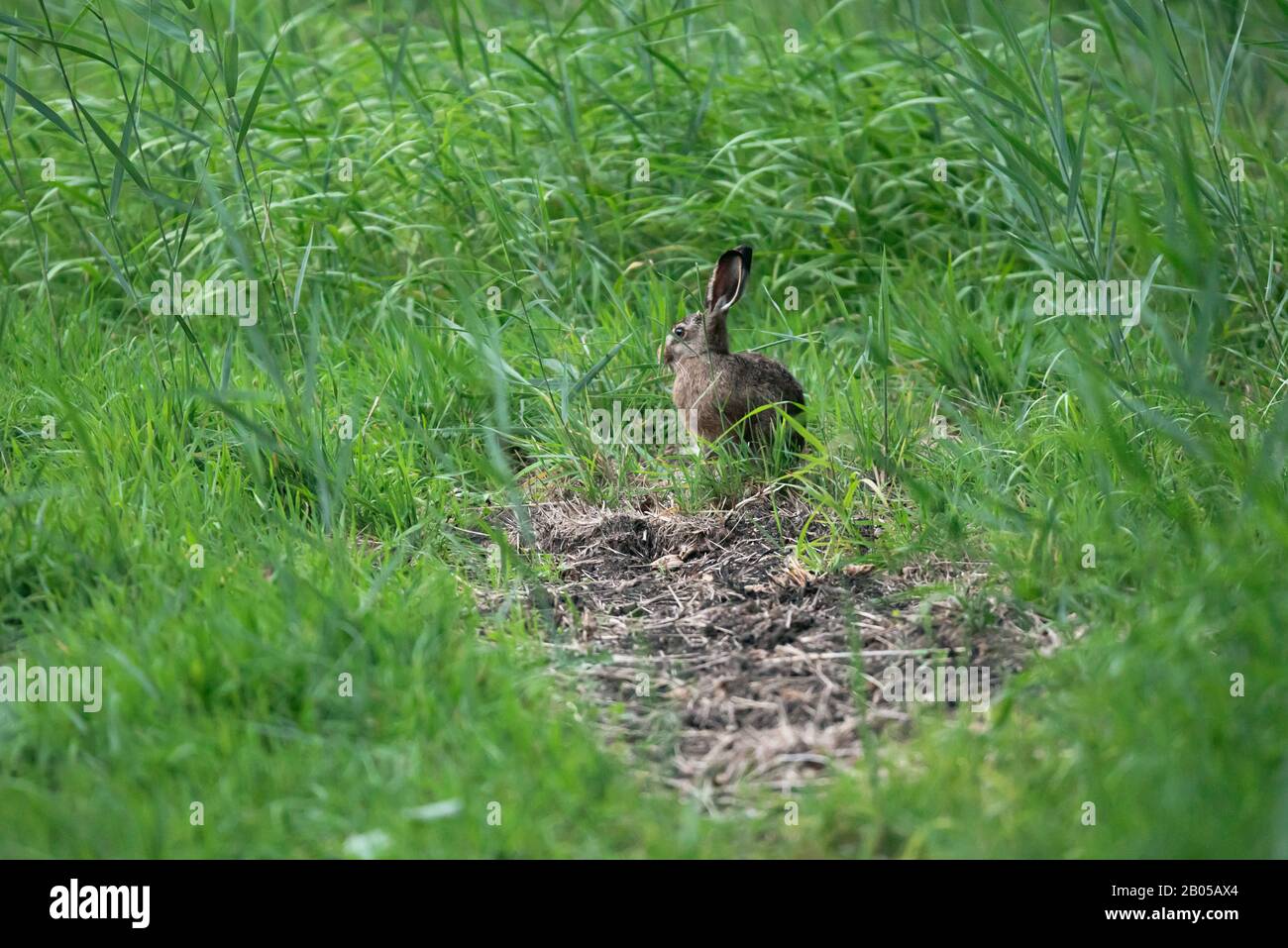Wild rabbit sitting between tall grass in meadow Stock Photo - Alamy