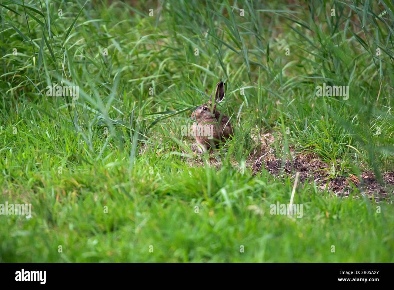 Wild rabbit sitting between tall grass in meadow Stock Photo - Alamy