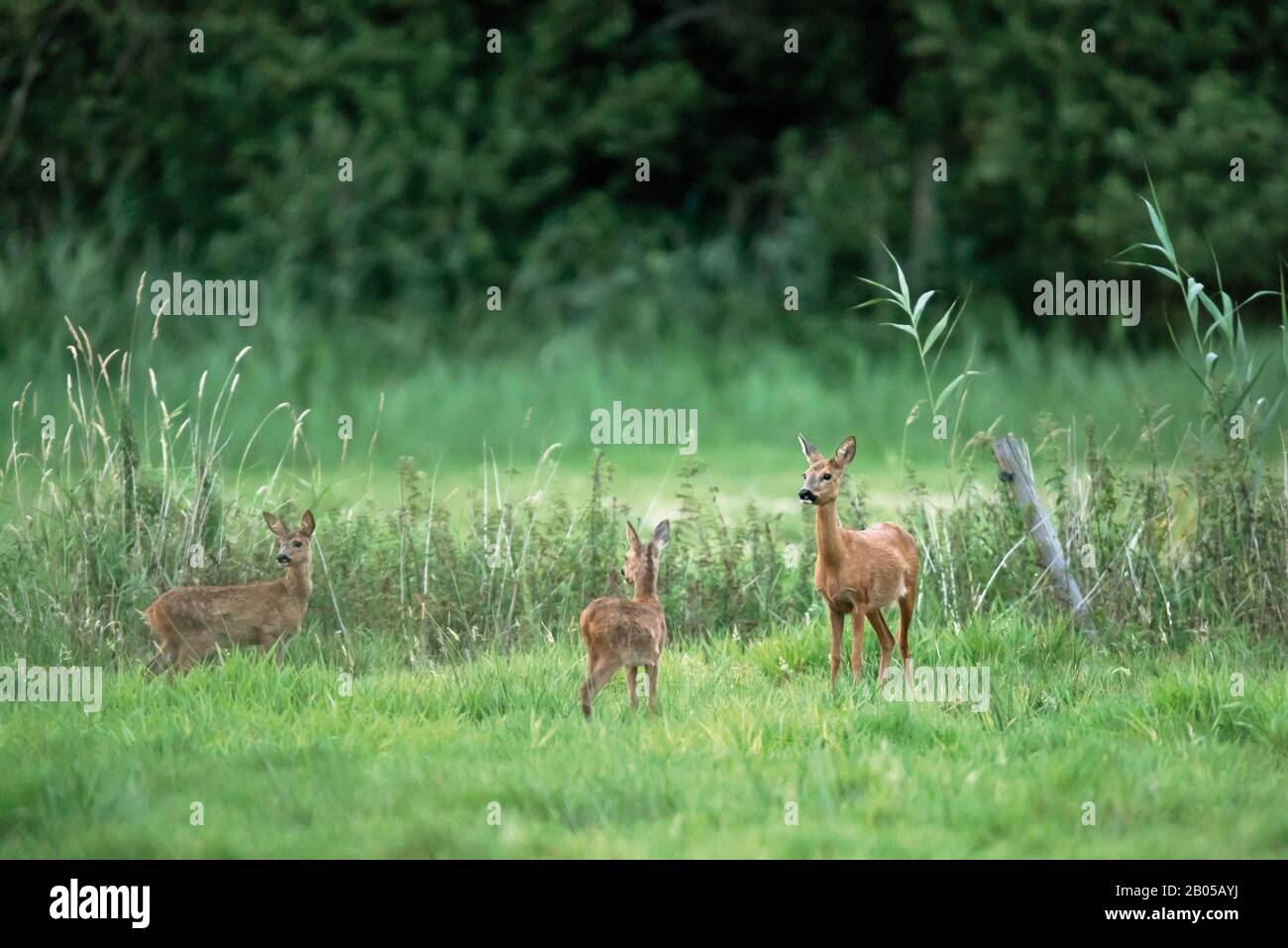 Roe deer doe with two fawns in meadow Stock Photo - Alamy