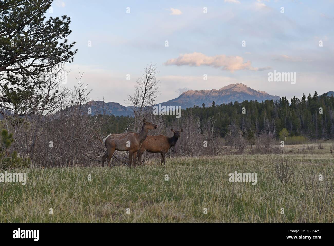 Rams horn hi-res stock photography and images - Alamy