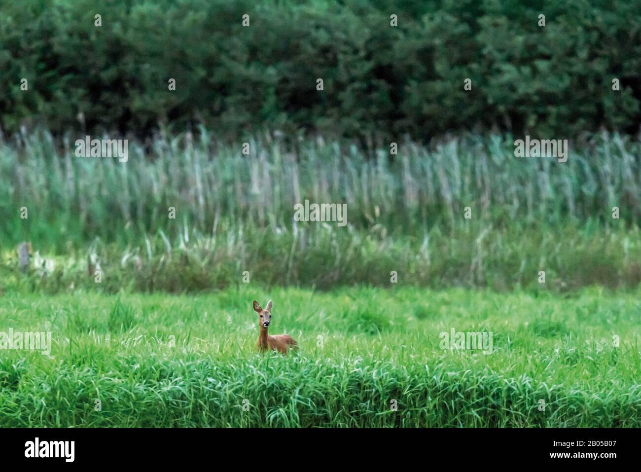Roe doe in meadow with tall grass and reed Stock Photo - Alamy