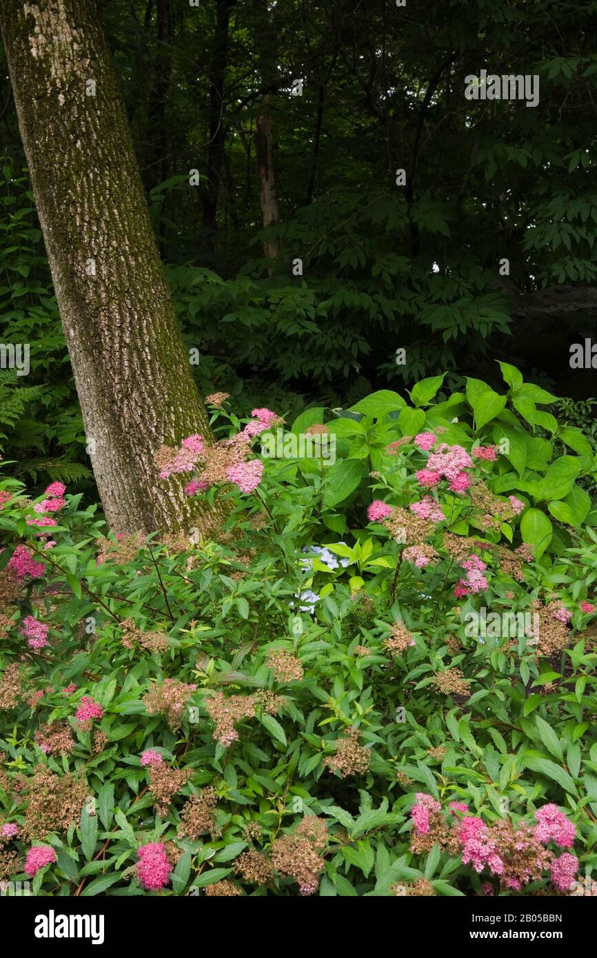 Purple Spiraea japonica 'Neon Blush' - Spirea shrubs in border with ...