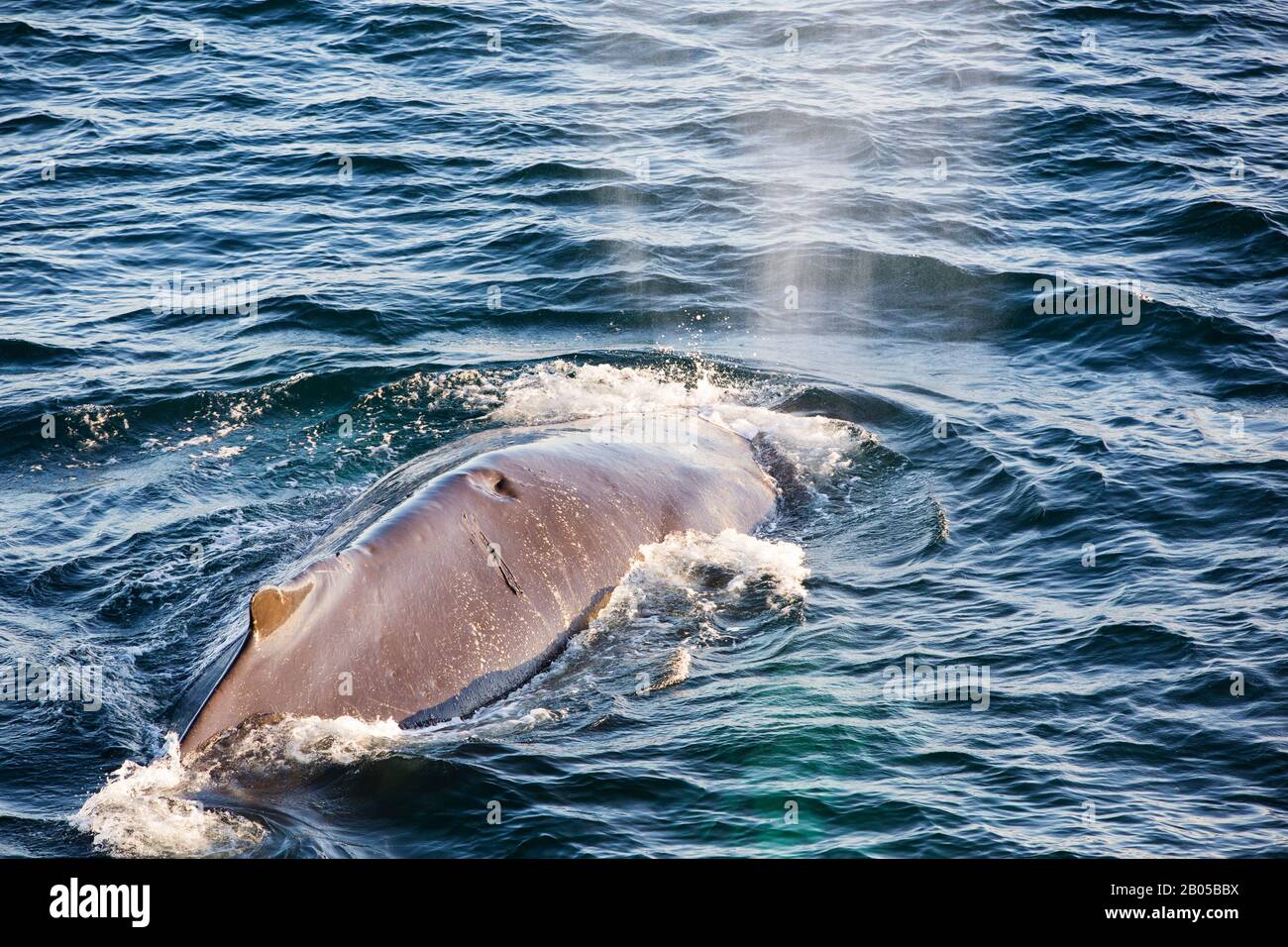 Humpback Whale (Megaptera novaeangliae) off the Arctowski Peninsular ...