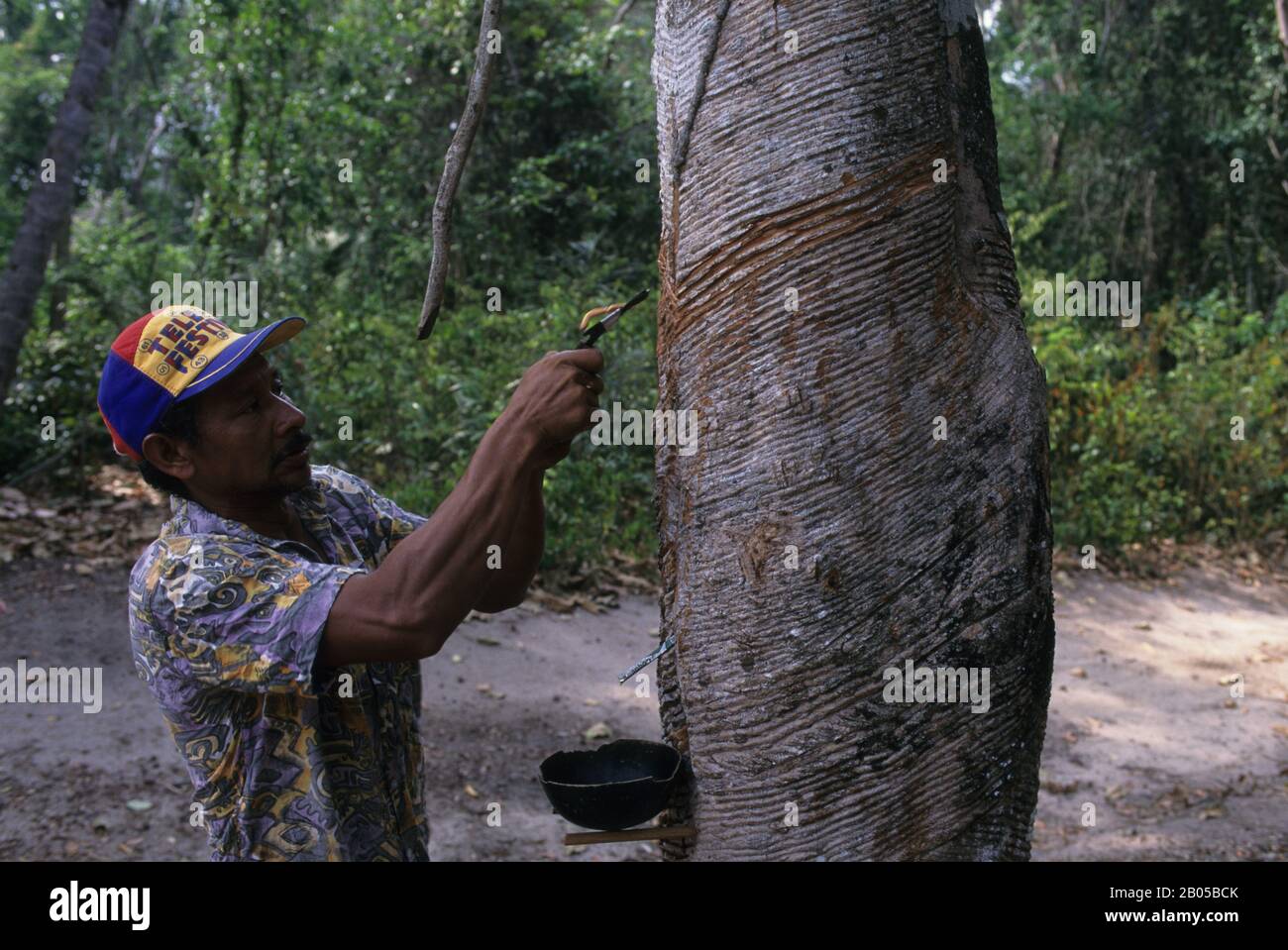 BRAZIL, AMAZON RIVER, NEAR ALTER DO CHAO, CABOCOLO MAN TAPPING RUBBER ...