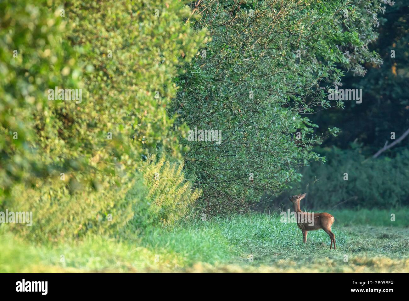 Roe deer doe picking food from branches of forest edge at dawn Stock ...