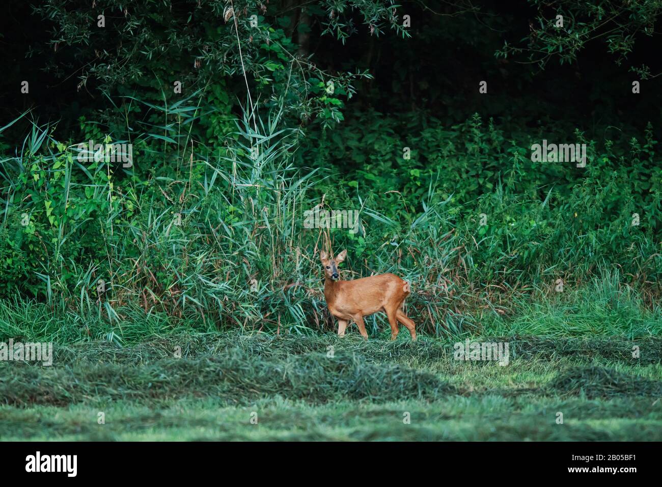 Roe deer doe edge hi-res stock photography and images - Alamy