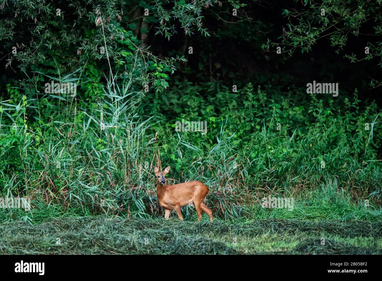 Roe deer doe at edge of lush forest Stock Photo - Alamy