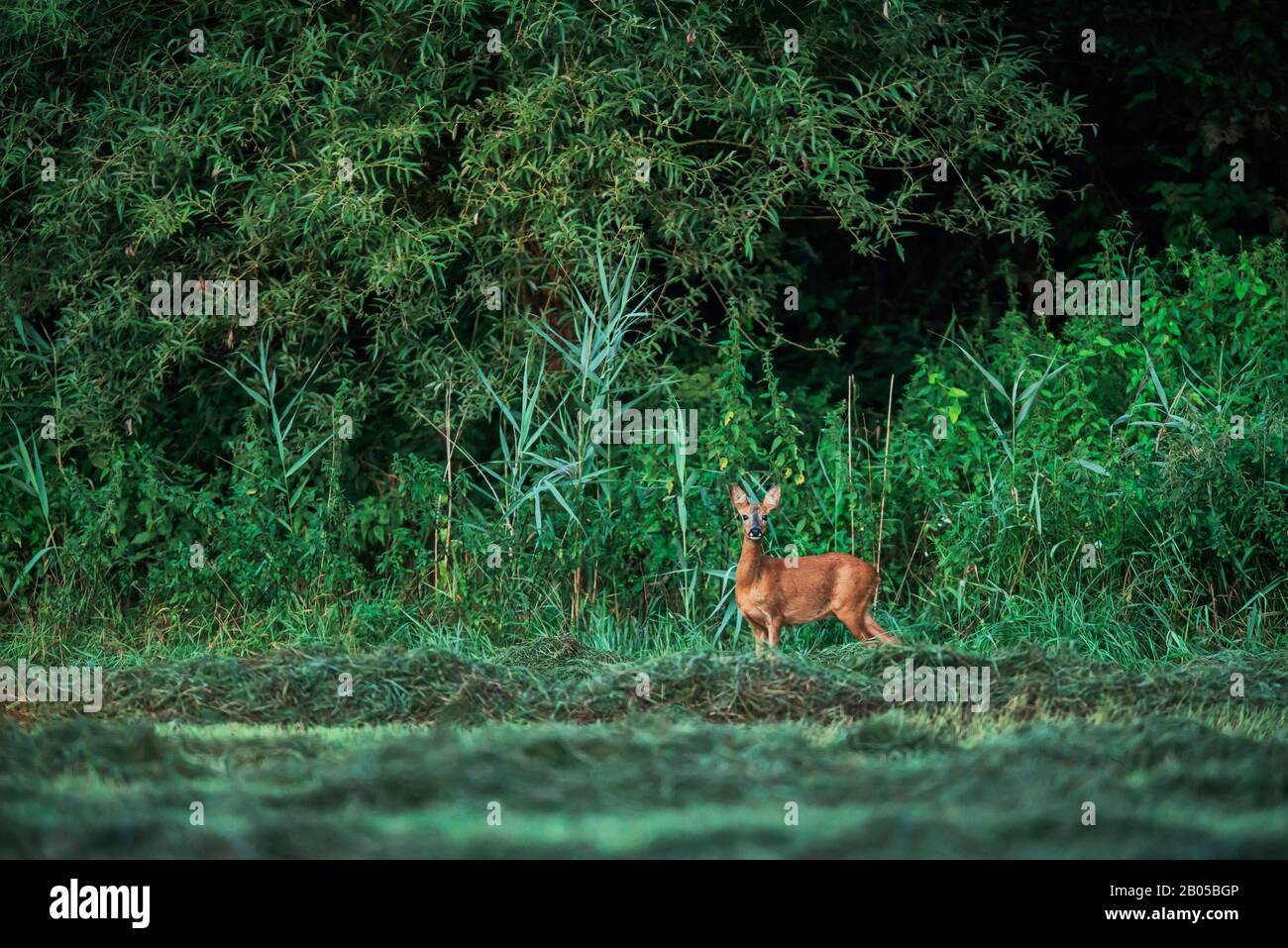 Alert roe deer hi-res stock photography and images - Alamy