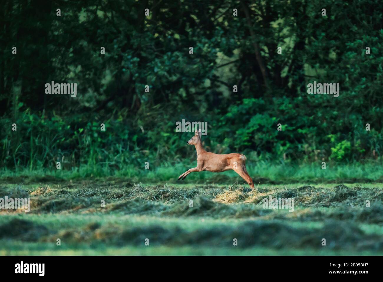 Leaping through trees hi-res stock photography and images - Alamy