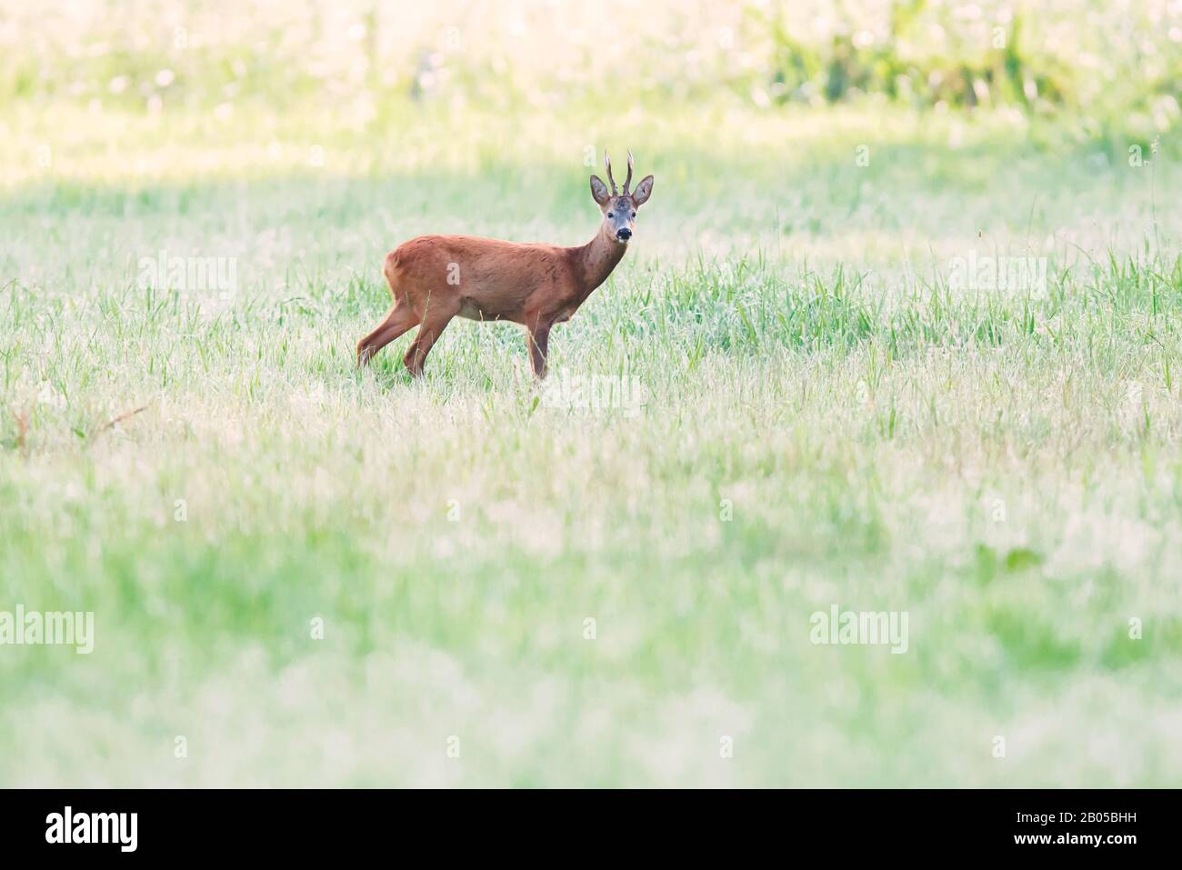 Roebuck standing hi-res stock photography and images - Alamy
