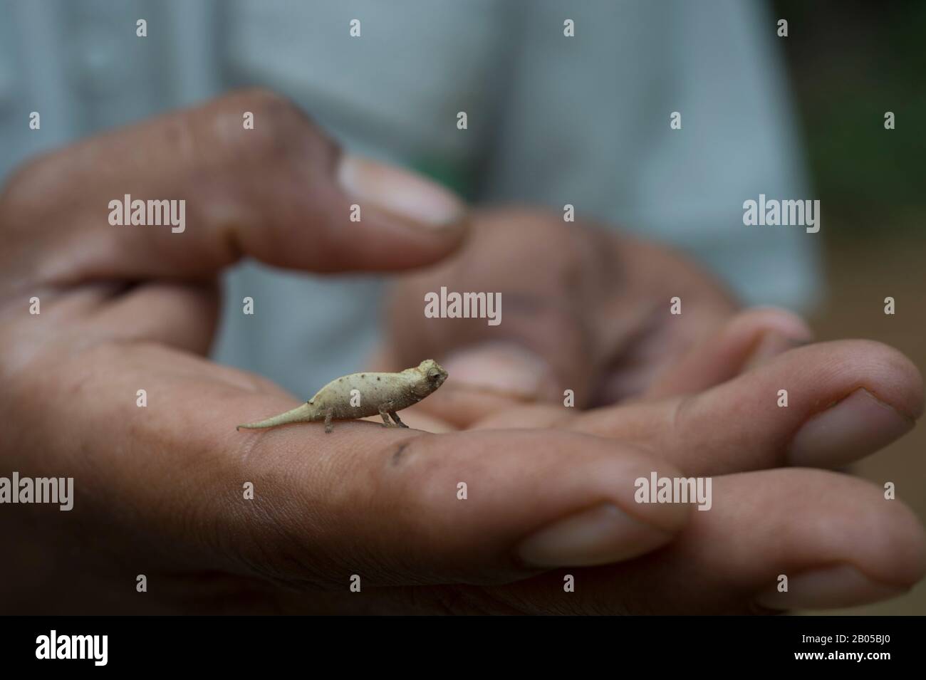 Leaf chameleon hi-res stock photography and images - Alamy
