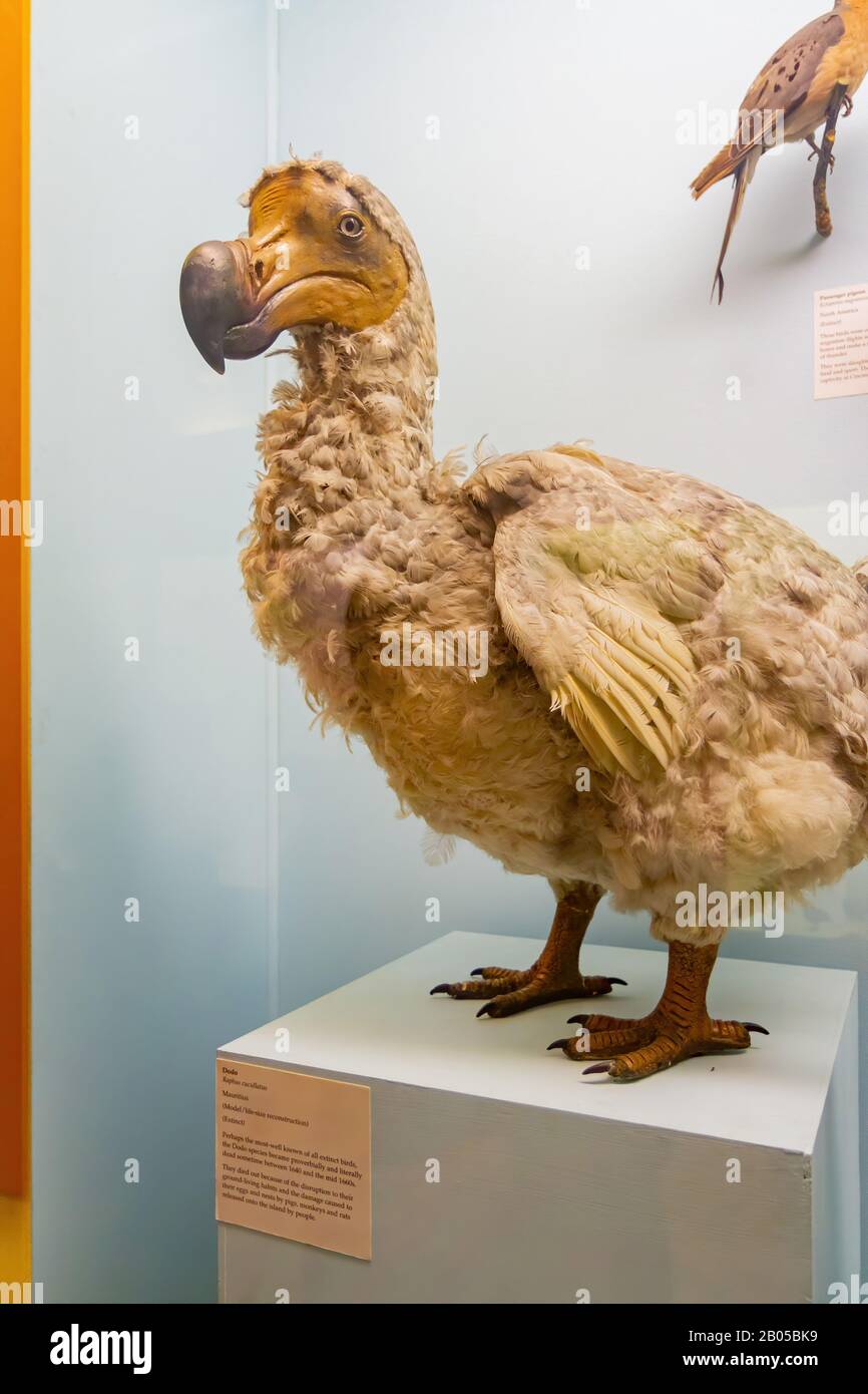 Dodo the natural history museum hi-res stock photography and images - Alamy