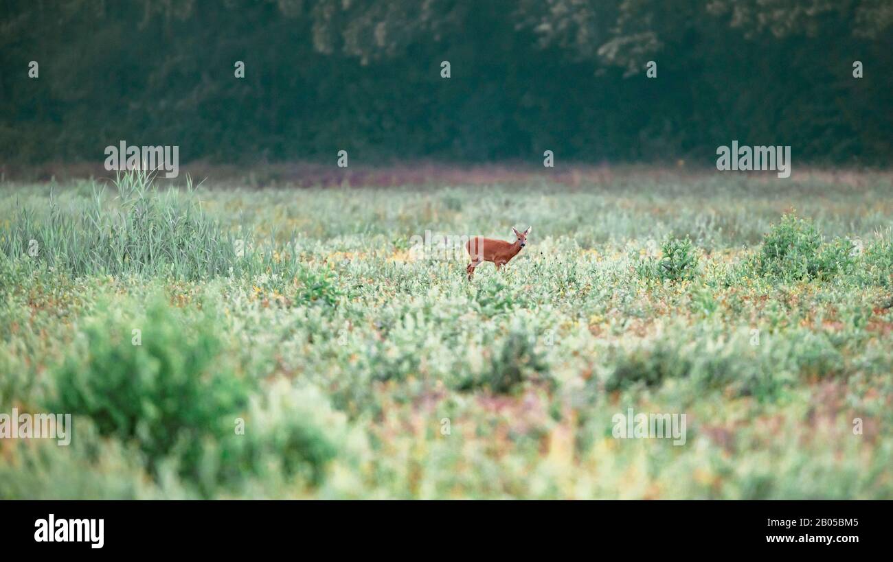 Roe deer doe in field with young vegetation Stock Photo - Alamy