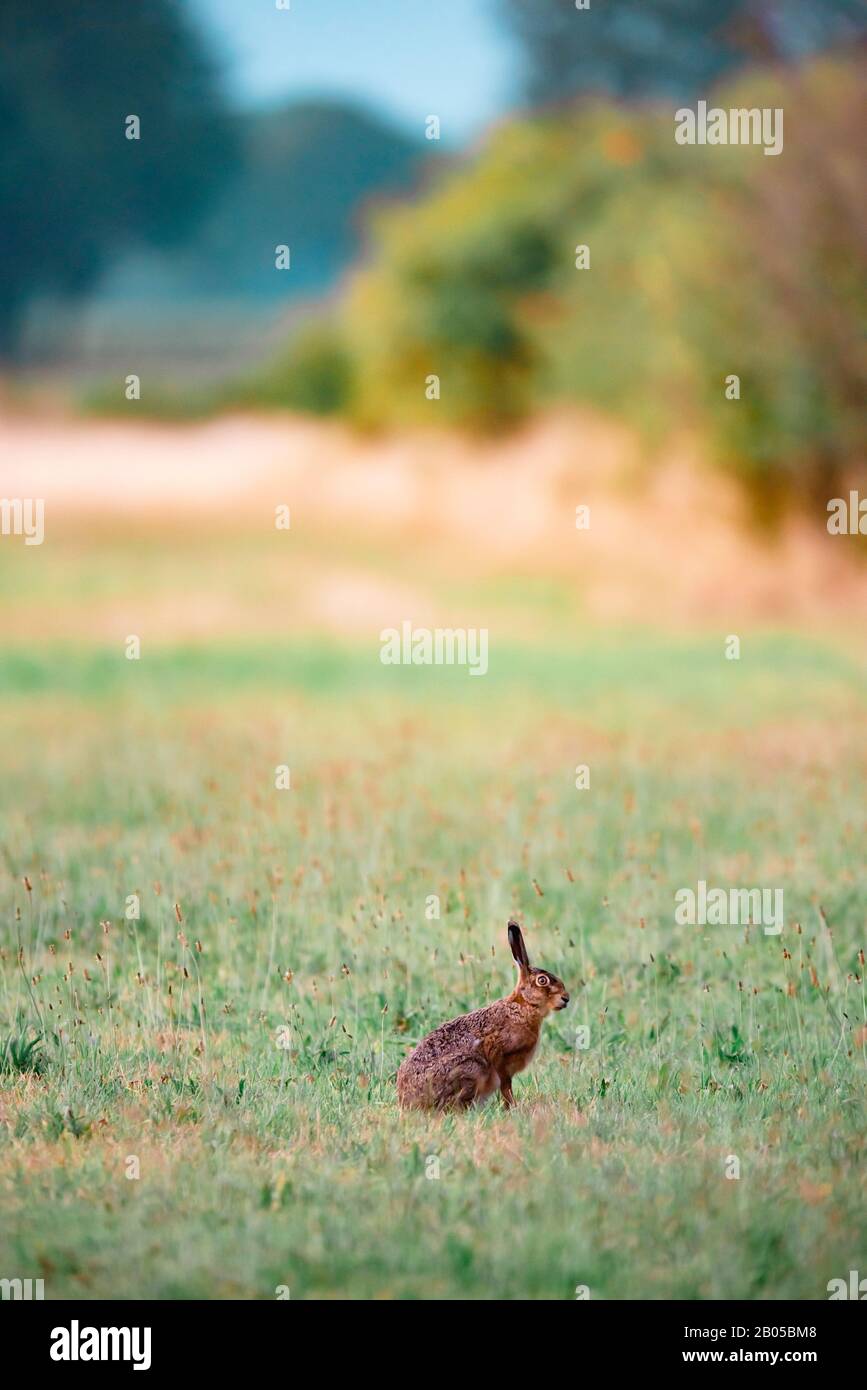 Hare animal in bushes hi-res stock photography and images - Alamy