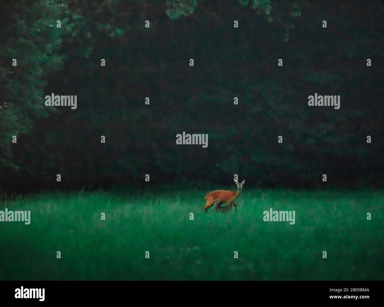 Fawn drinking from mother in twilight Stock Photo - Alamy