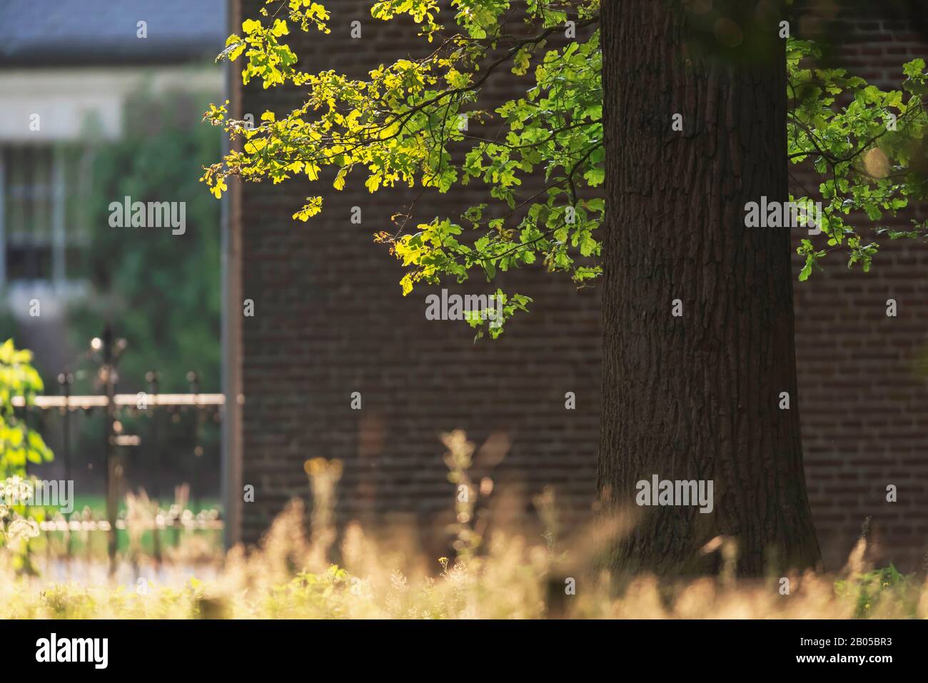 Tree with foliage in backlight standing in front of brick wall Stock ...