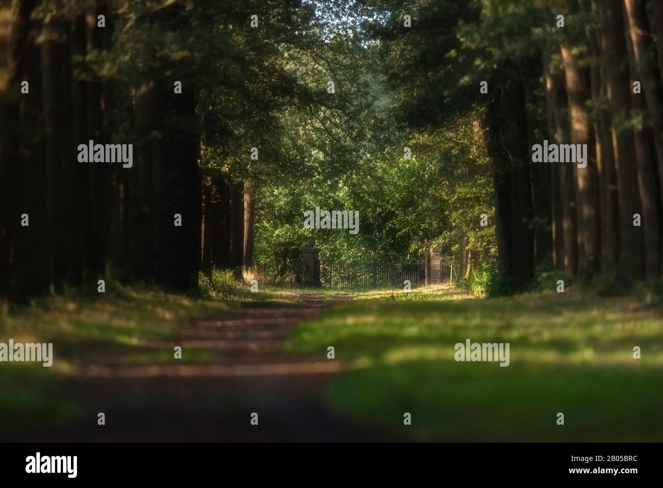 Gate at the end of sunny forest path in summer Stock Photo - Alamy