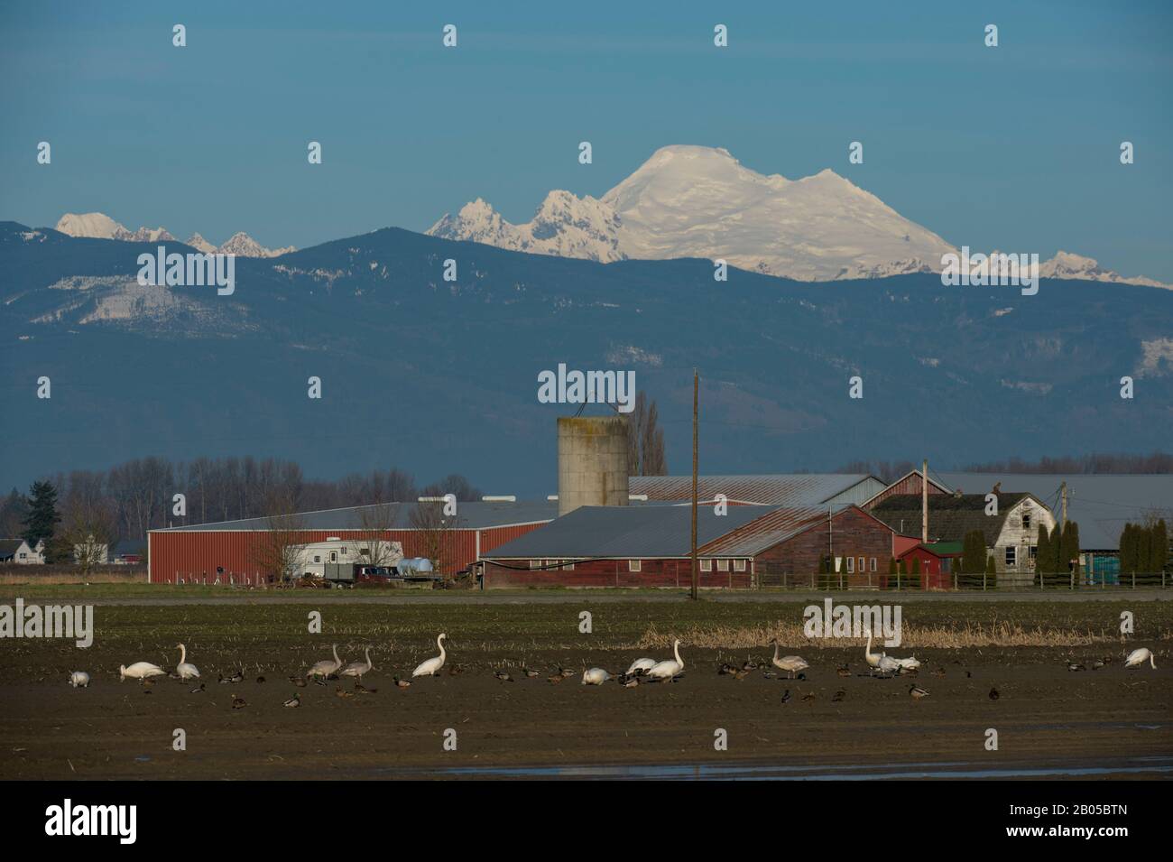 Trumpeter Swans (Cygnus buccinator) feeding in fields of the Skagit ...