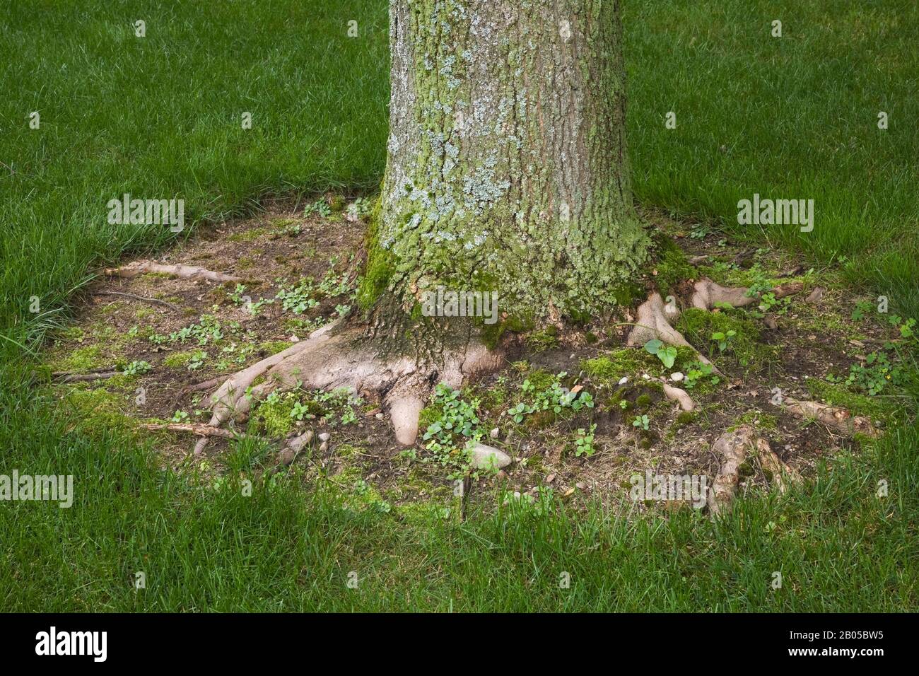 Exposed Acer - Maple tree roots and trunk covered with Lichen growth ...