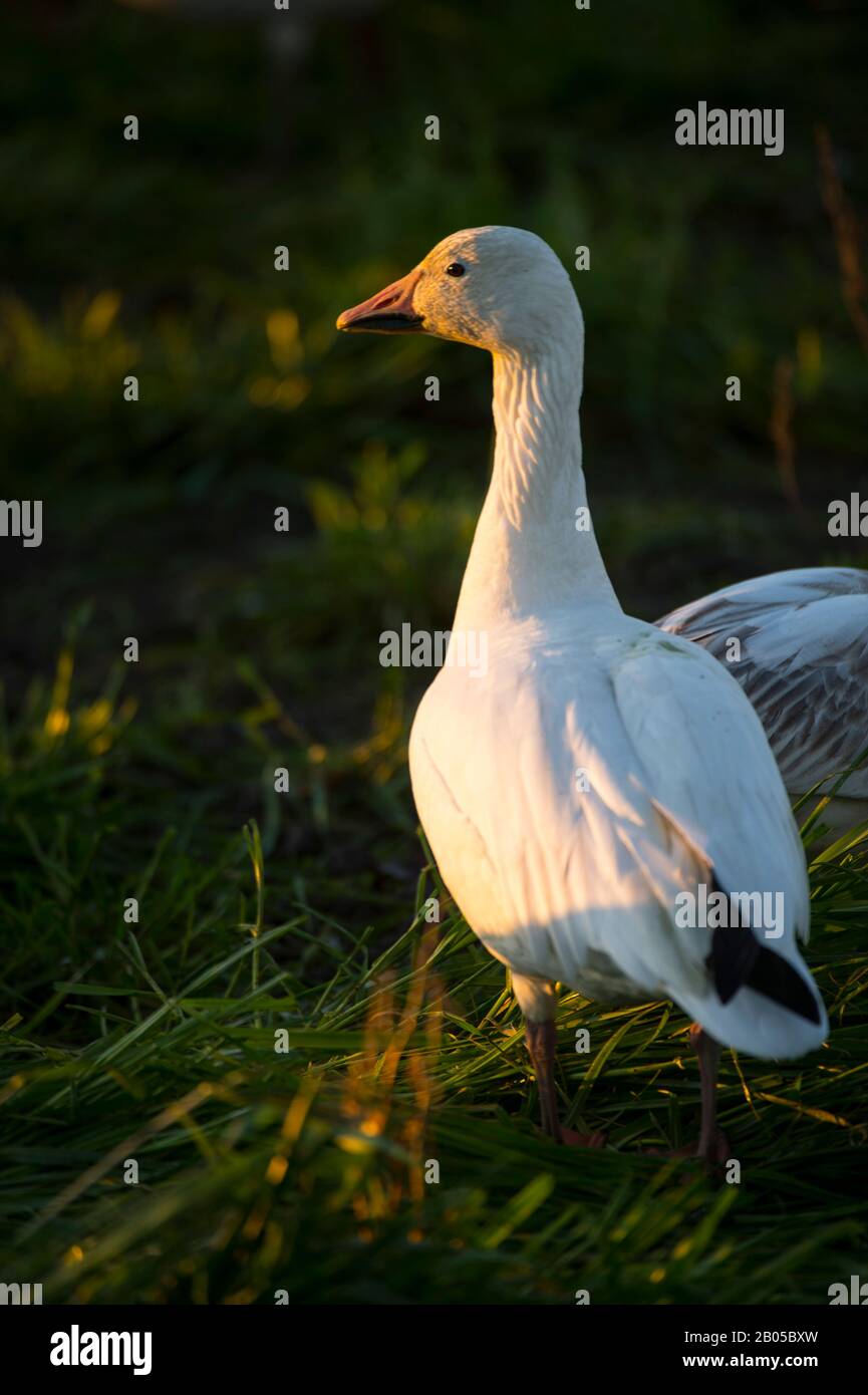 Snow Goose (Chen caerulescens) in field in the Skagit Valley ...
