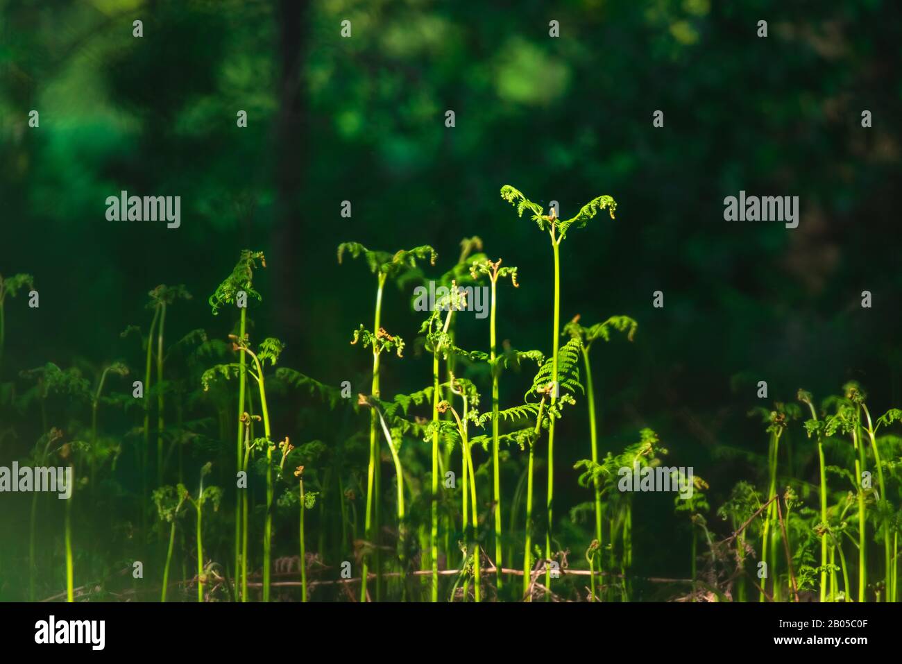 Fresh ferns in spring hi-res stock photography and images - Alamy