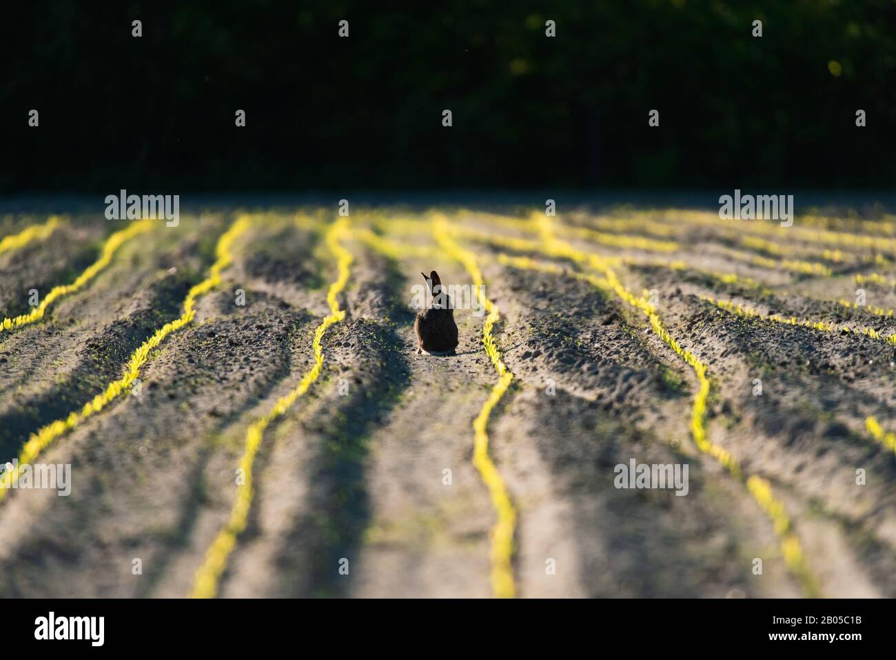 Hare in backlight in field with fresh sowed corn Stock Photo - Alamy