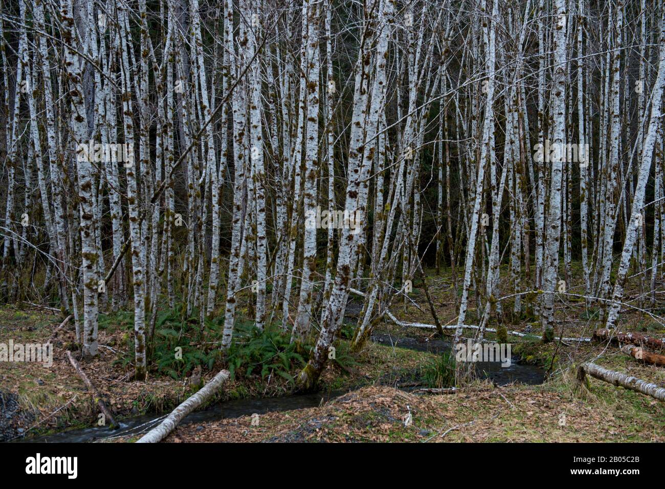 Alnus rubra hi-res stock photography and images - Alamy