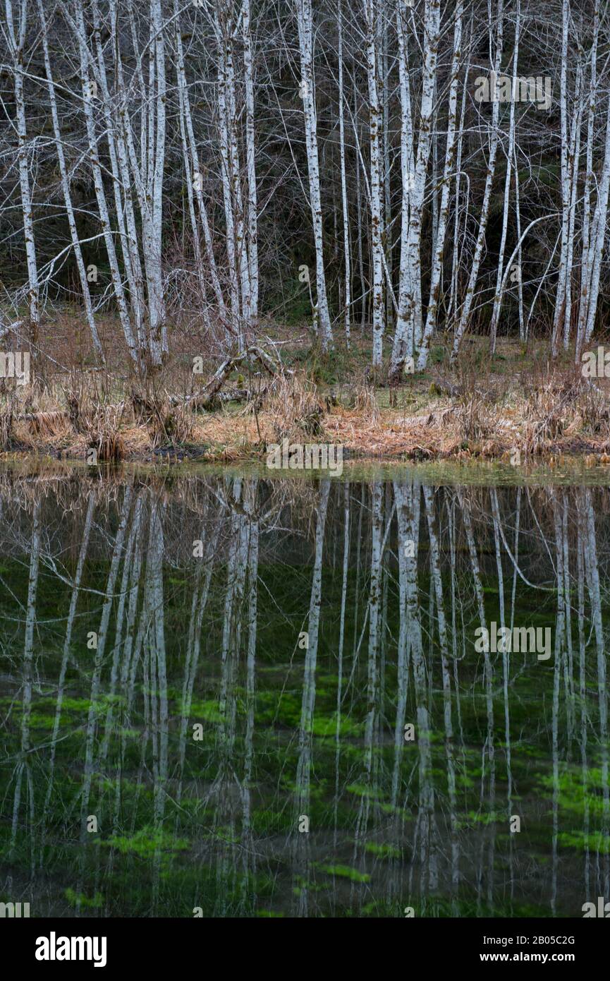 Red alder (Alnus Rubra) trees reflecting in pond near the Hoh River ...