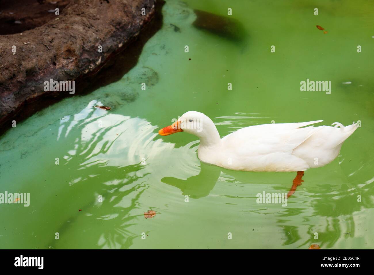 white duck swimming in a clear water pond Stock Photo - Alamy