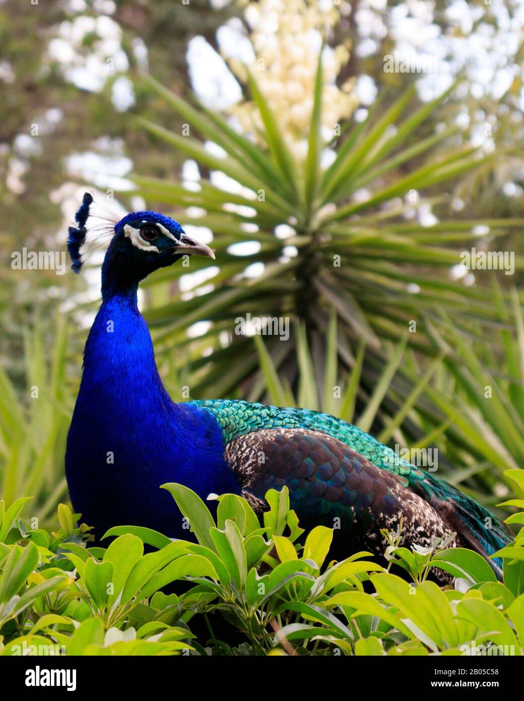 blue peacock portrait Stock Photo - Alamy