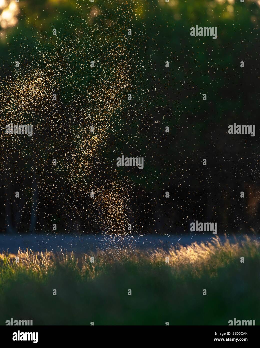 Flies and mosquitos above field in backlight of evening sun Stock Photo ...