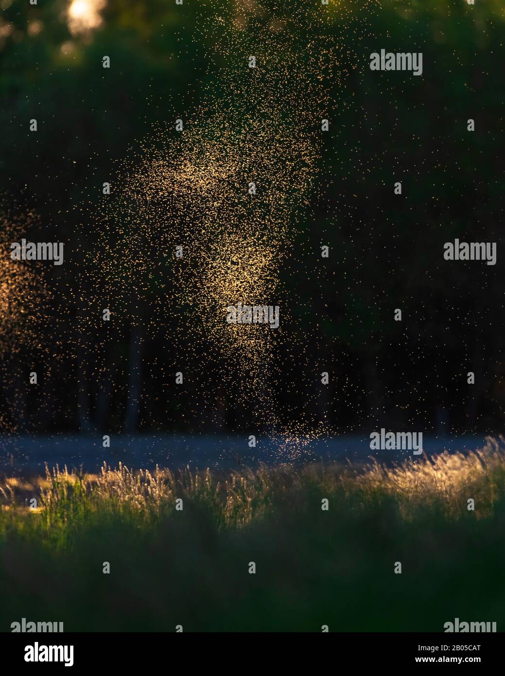 Flies and mosquitos above field in backlight of evening sun Stock Photo ...