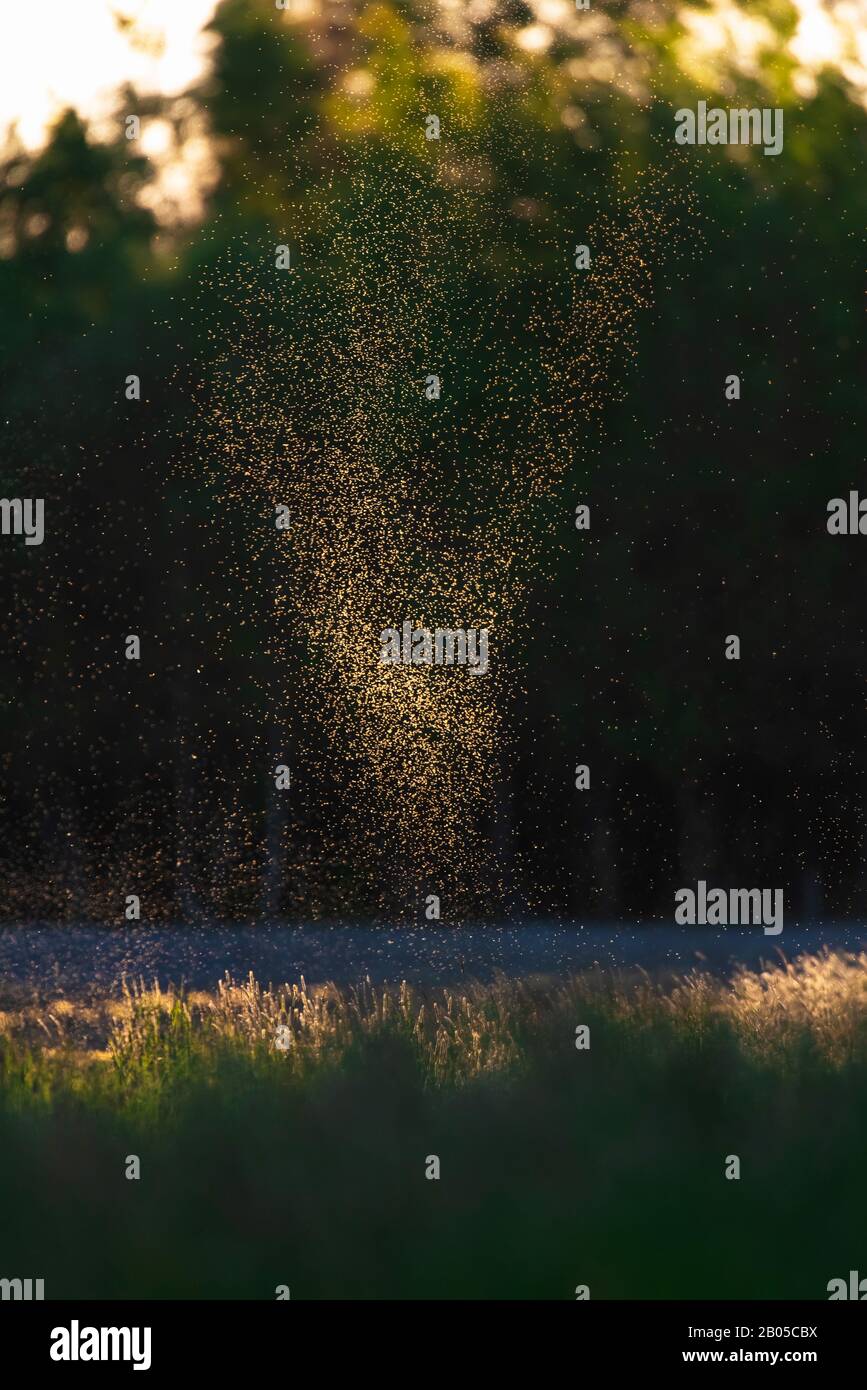 Flies and mosquitos above field in backlight of evening sun Stock Photo ...