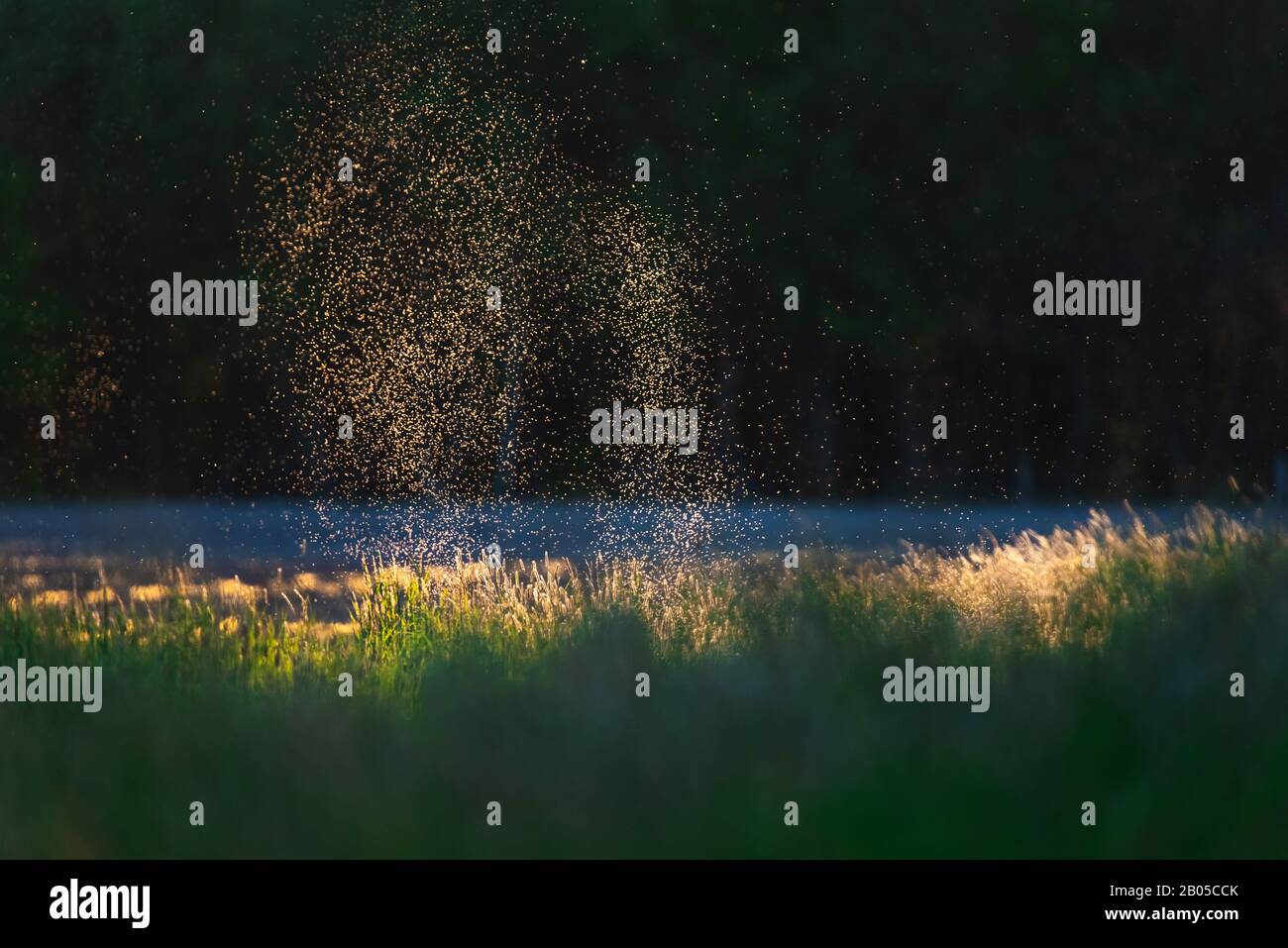 Flies and mosquitos above field in backlight of evening sun Stock Photo ...